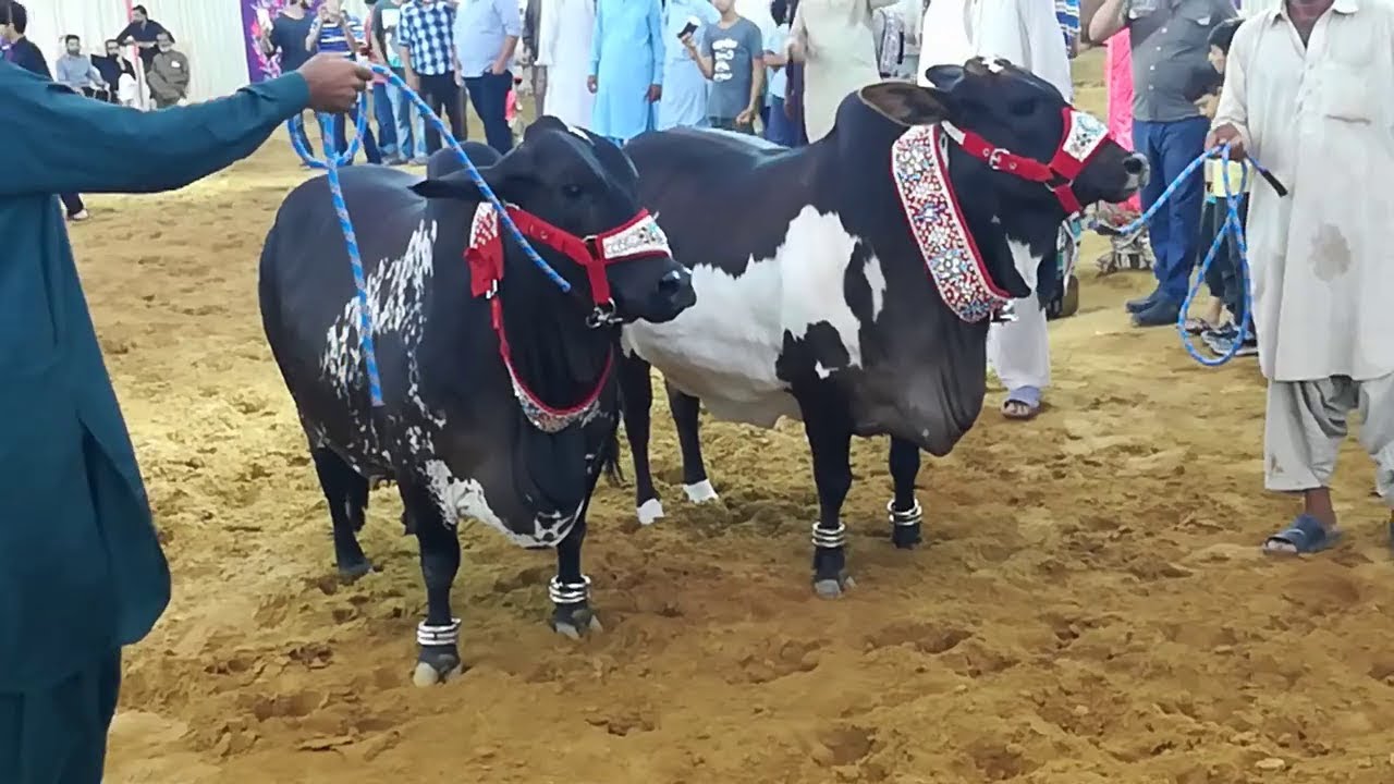 SURTI CATTLE FARM'S SMALLEST COW - YouTube