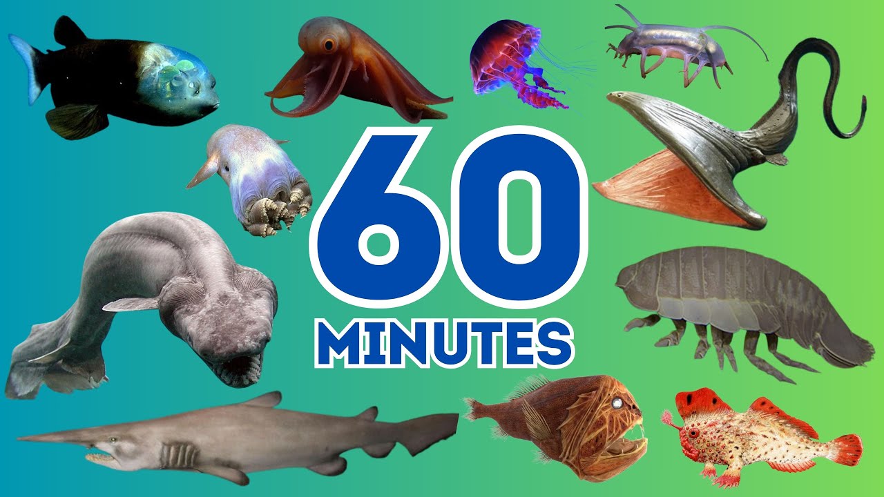 60 Minutes Learn Sea Animals Names In ENGLISH for ALL - Ocean Animal ...