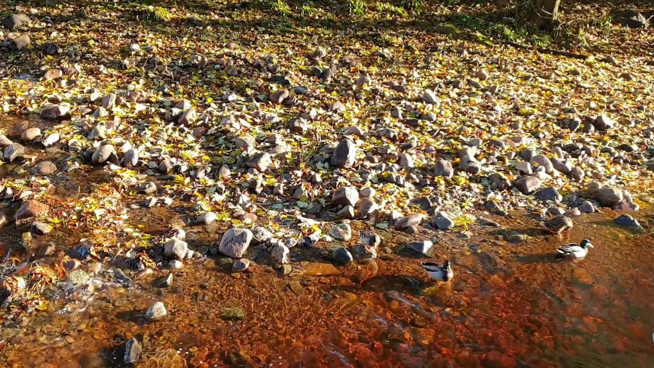 Cowie River in Stonehaven, Aberdeenshire Scotland | Autumn Colors and ...