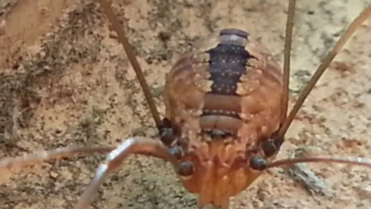 Two Different Daddy Longlegs Harvestmen Opiliones Spiders Closeup Views ...