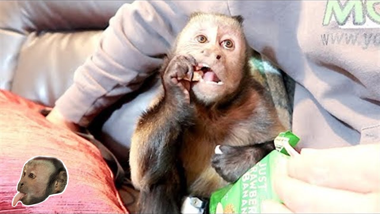 Monkey Sharing With His Pet Human - YouTube