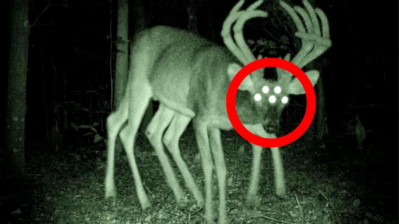 "Ellos Existen" - Este Hombre Grabó A Un Skinwalker Con Su Trail Cam ...