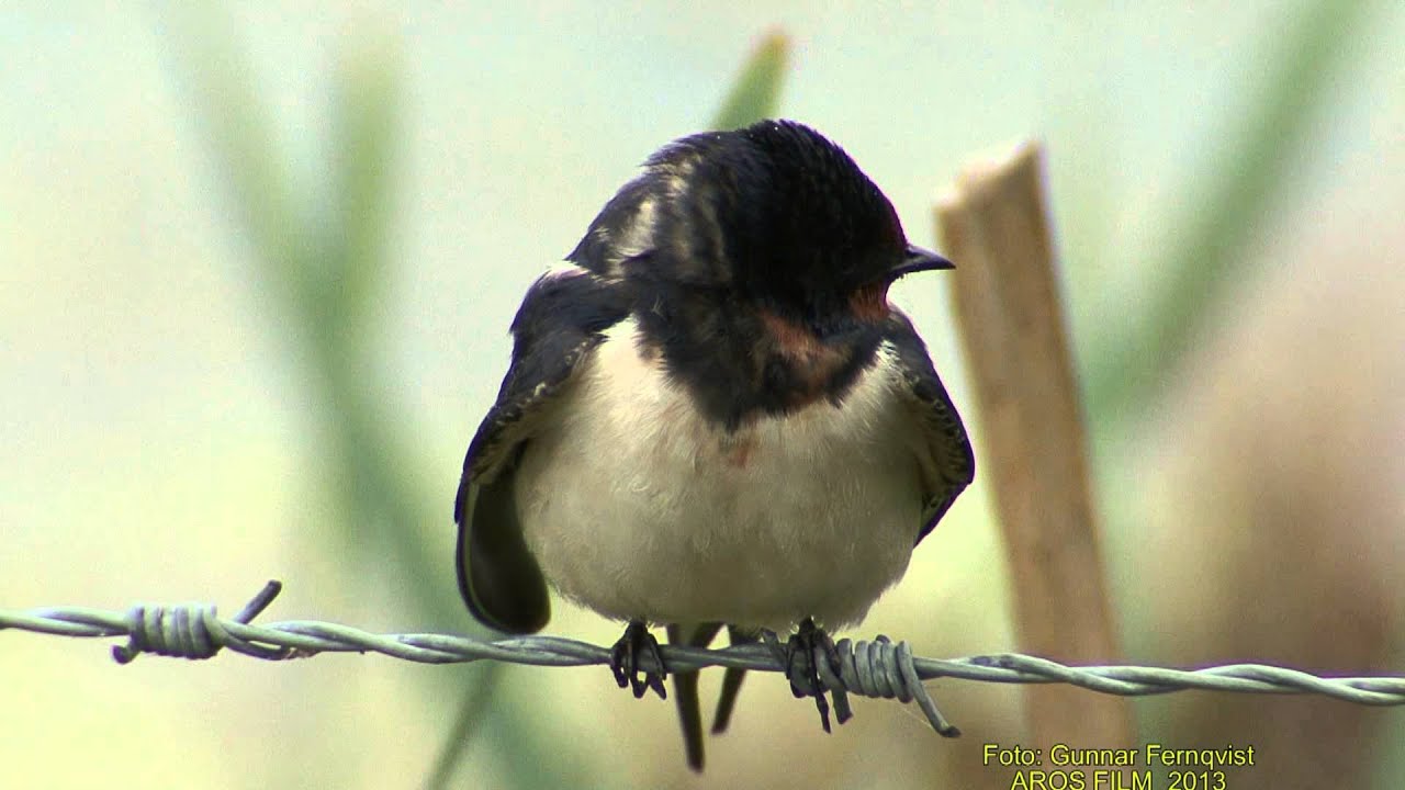 LADUSVALA Barn Swallow (Hirundo rustica) Klipp - 1294 - YouTube