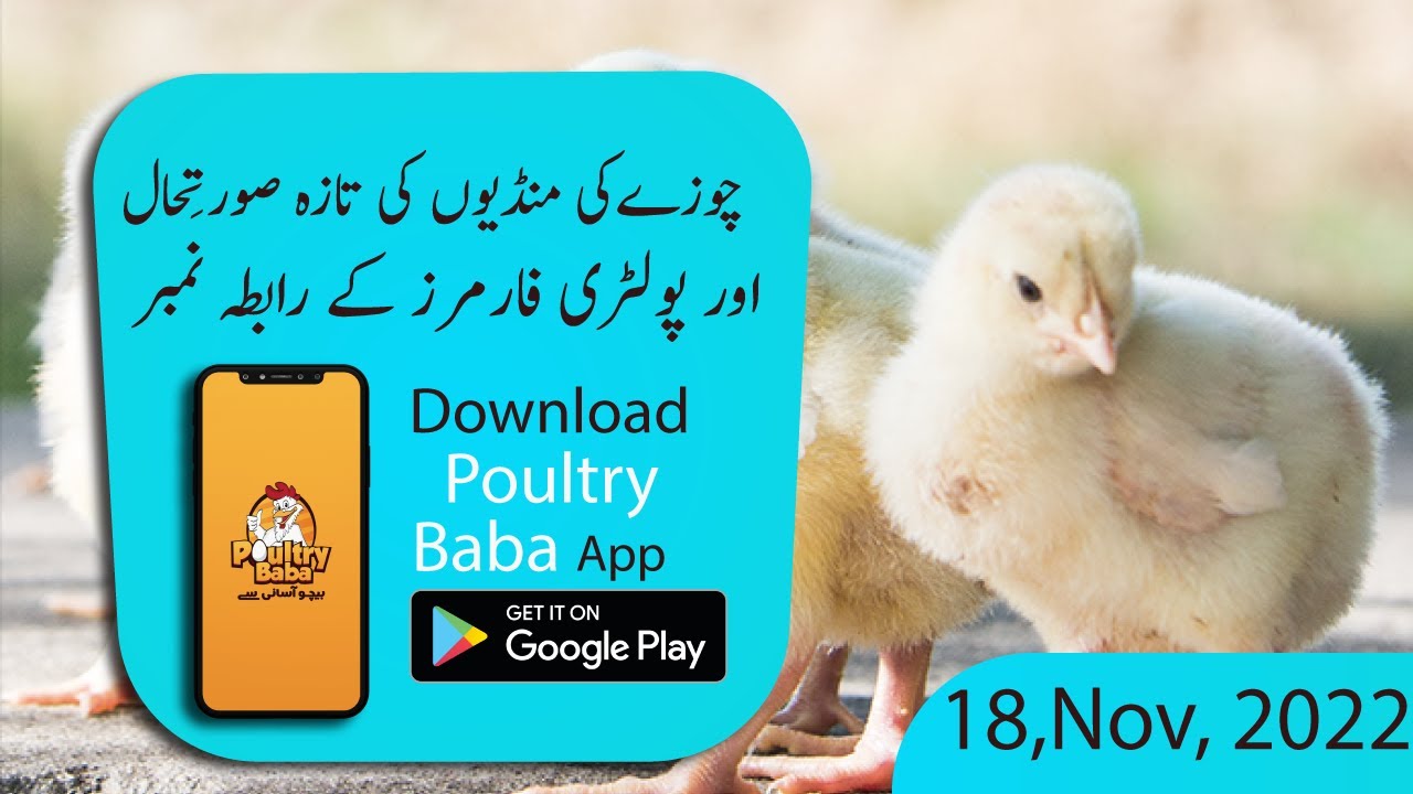 Poultry Baba And Day-old chick Rate Today | Daily chick poultry markets ...