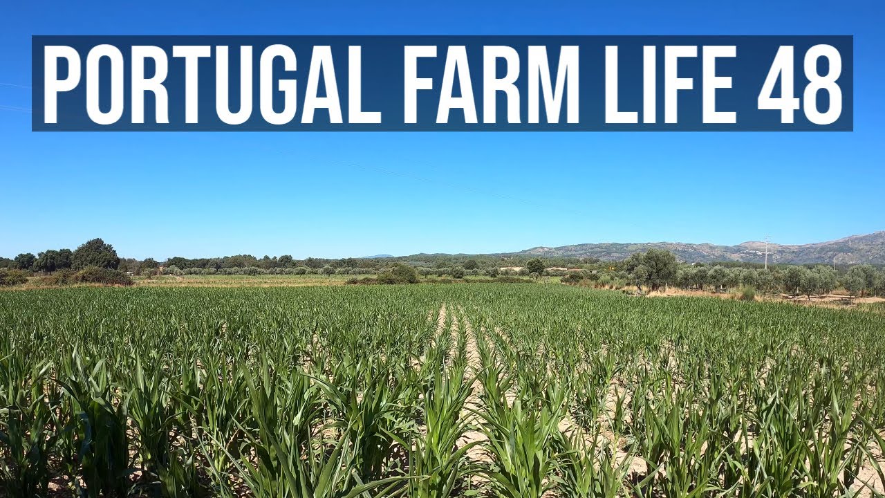 Portugal Farm Life 48 - No irrigation corn crop and vineyard progress ...