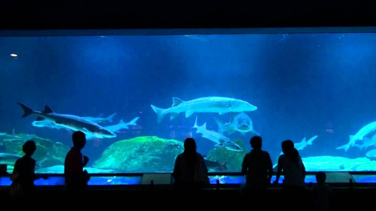 China, Beijing: Zoo, Sea World, Sturgeon's - YouTube