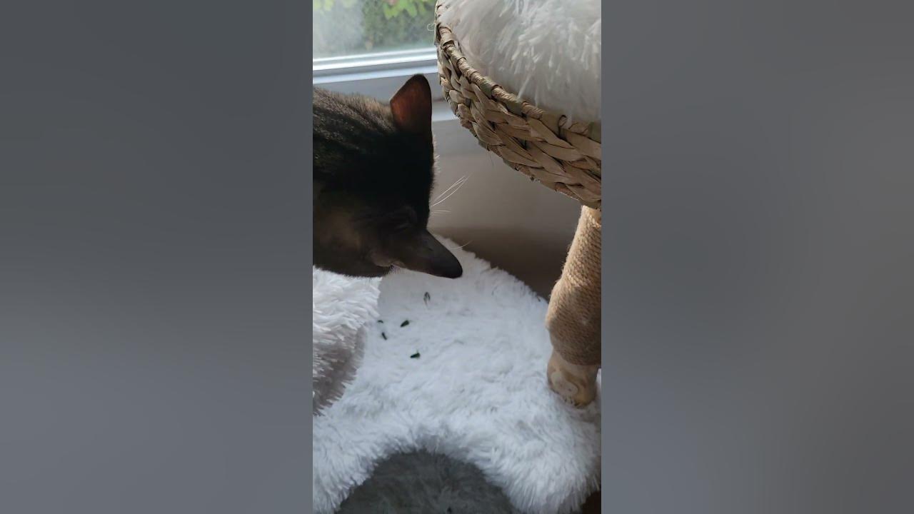 Operation Catnip SUCCESS - YouTube