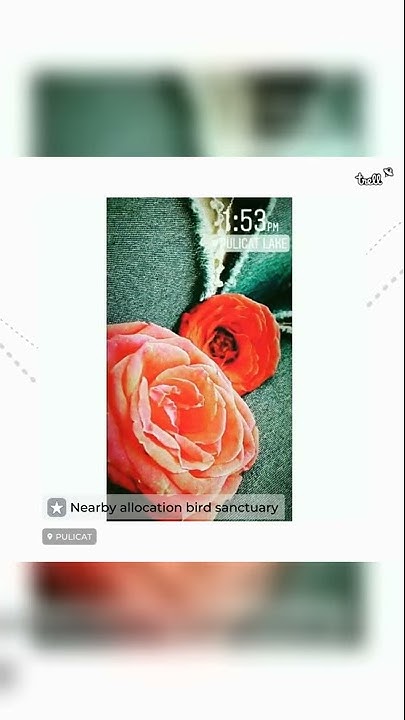 #trell snap sync of my Random snippets for Chennai #trending #chennai #trips #honewithss - YouTube