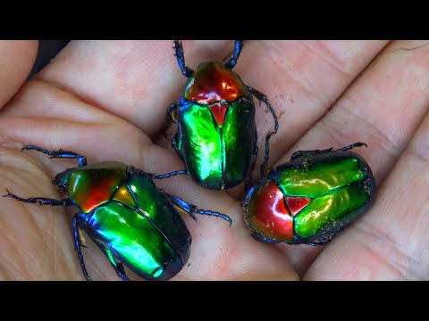 Incredible Shiny Beetles: I raised Turkish Flower Beetles (Protaetia speciosa jousselini)