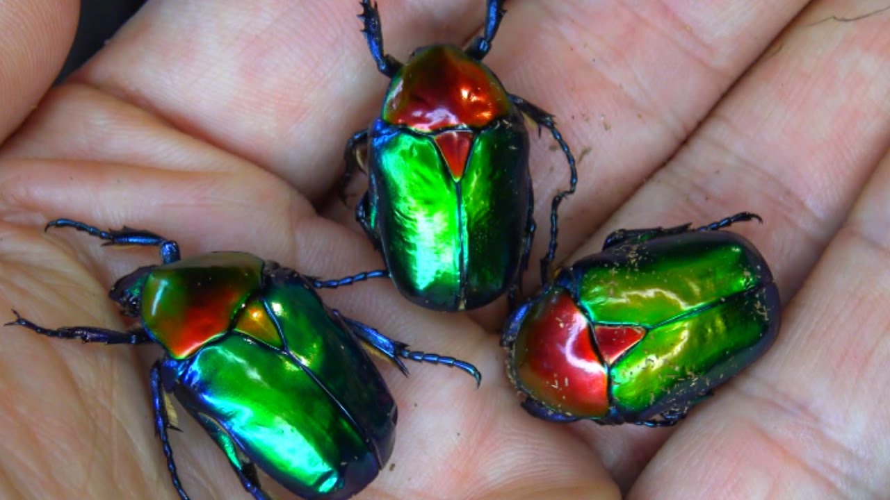 Incredible Shiny Beetles: I raised Turkish Flower Beetles (Protaetia ...