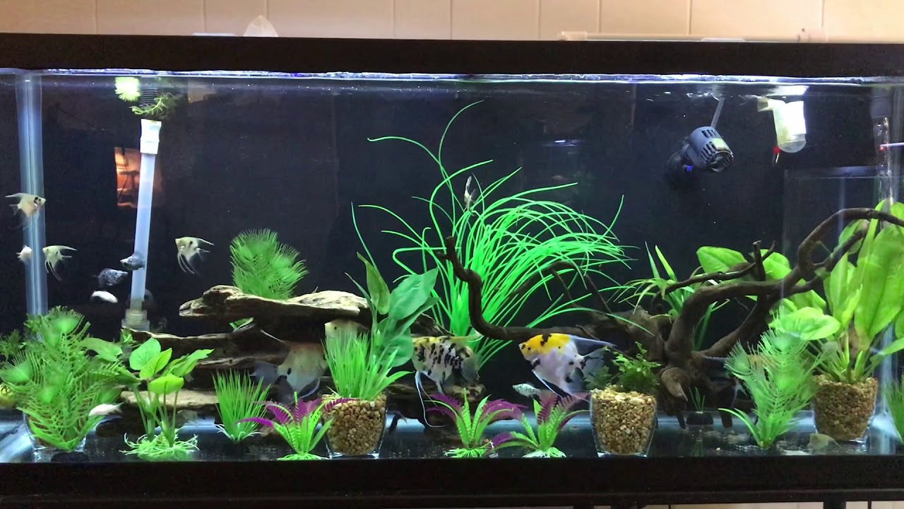 55 gal bare bottom angelfish tank - YouTube