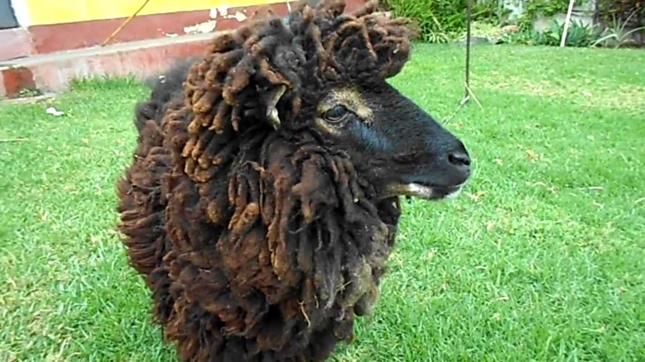 WR-Sheep with Dreads-Antigua Guatemala Jan 2012 - YouTube