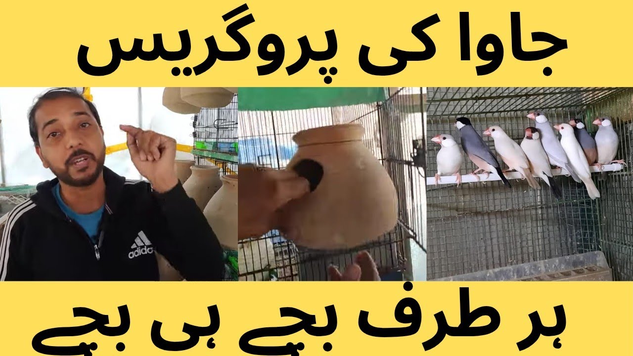 Java sparrow breeding progress | 30 January 2025 - YouTube