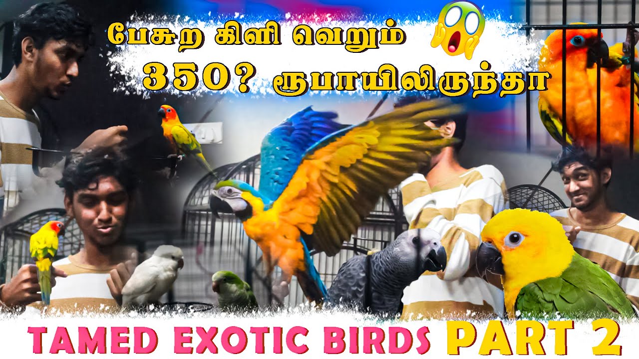 Exotic birds shop || Part 2 || Tamed birds || Talking birds - YouTube