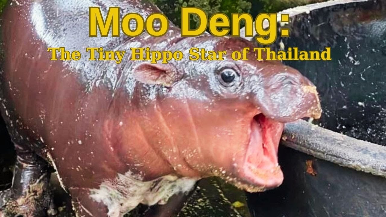Moo Deng: The Tiny Hippo Star of Thailand - YouTube