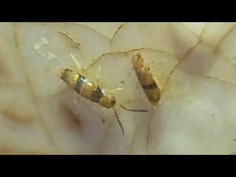 Watch Springtails Jump & how to create habitat | Collembola- Part 2 ...