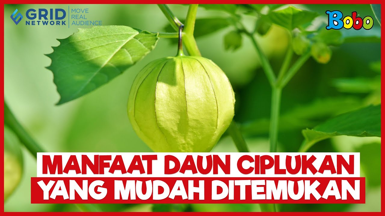Fakta Menarik - Manfaat Daun Ciplukan yang Mudah Ditemukan, Mengatasi ...