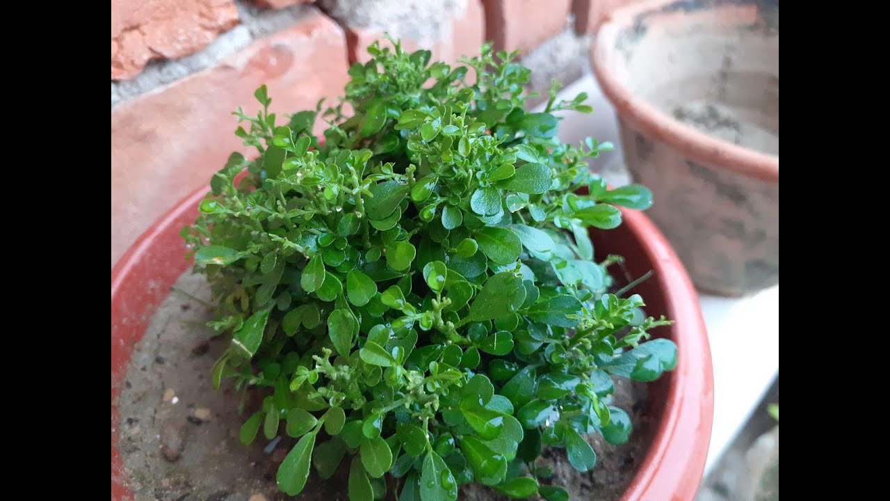 Table Kamini a beautiful table plant - YouTube