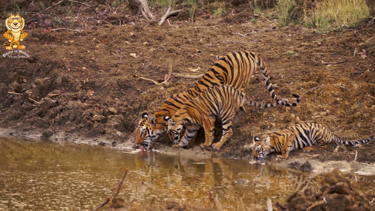 #Tiger Junabai With 2 cubs | tadoba kolara range | Tadoba Tiger Reserve ...