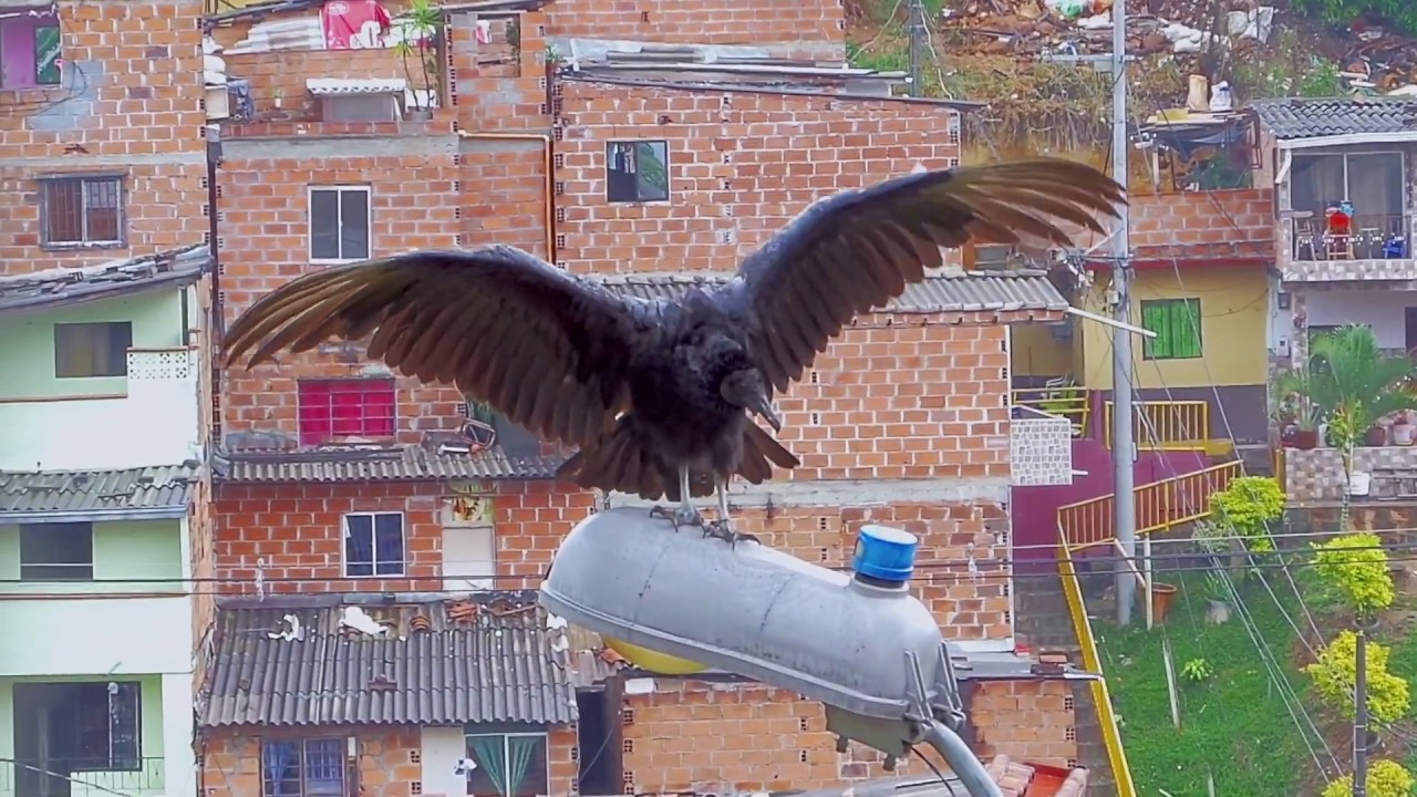 Gallinazo, Chulo ,Zopilote,Buitre Negro, Zamuro or Black Vulture - YouTube