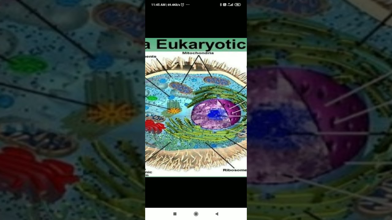 Compartmentalization of Eukaryotic Cell - YouTube