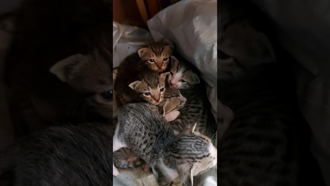 Cat Babies growing up - YouTube