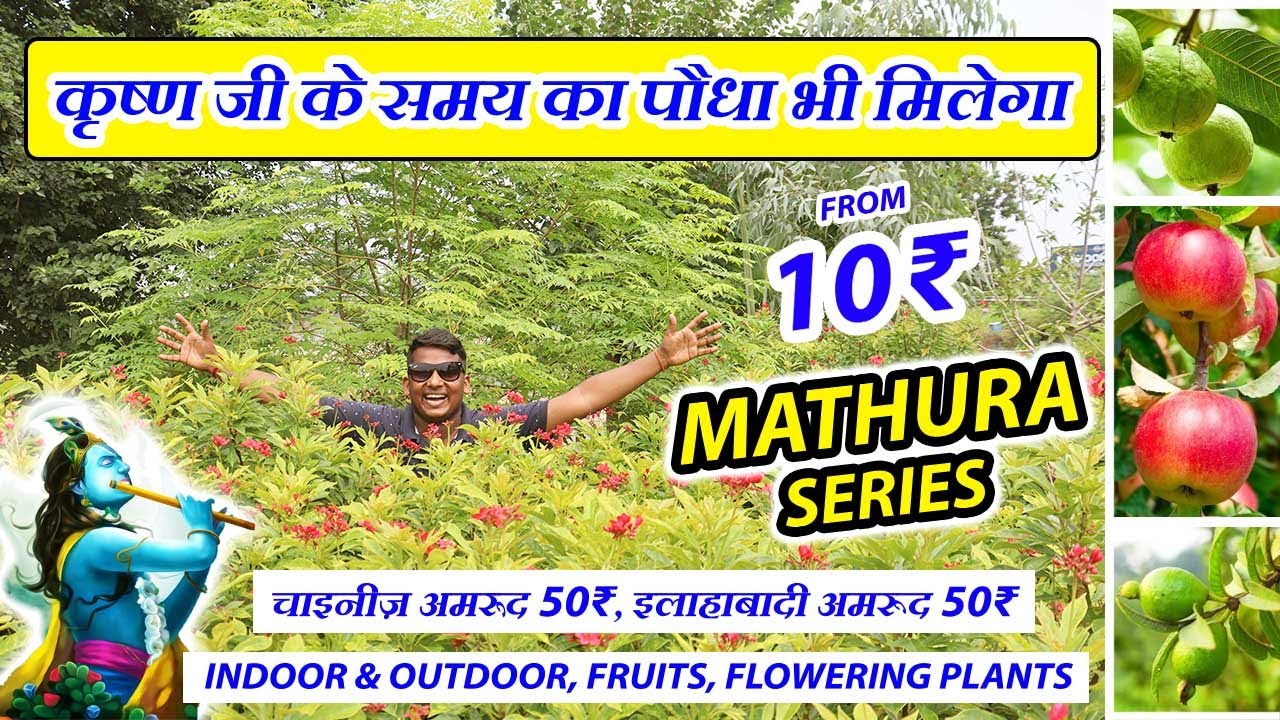 कृष्ण जी के समय का पौधा यहां मिलेगा | Cheapest Plants at Wholesale ...