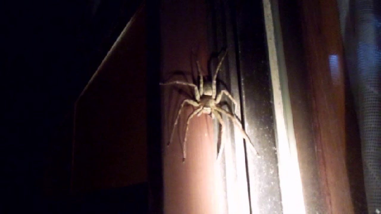 Summer Critters in Japan! - YouTube