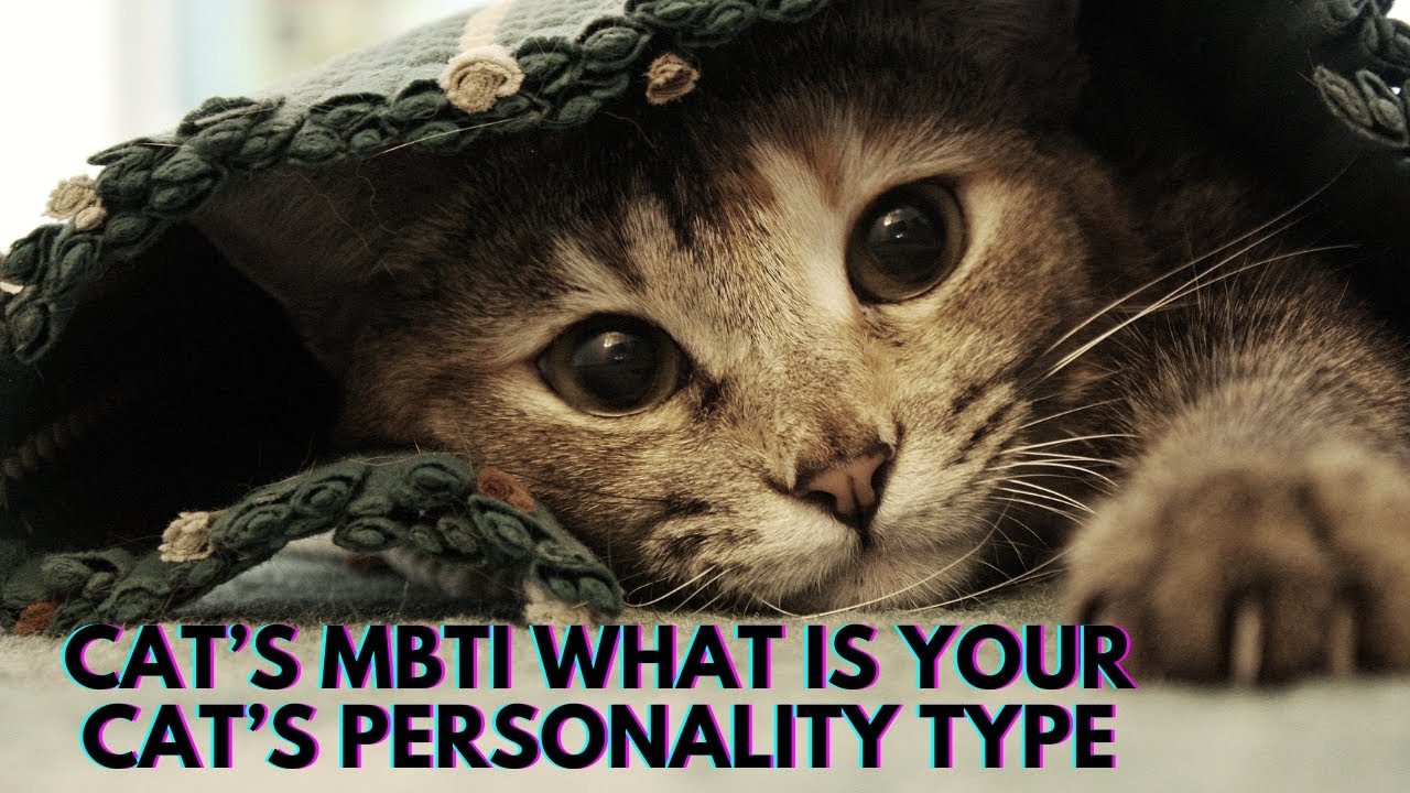 What's Your Cat's MBTI A Purr sonality Analysis #cat #pets - YouTube