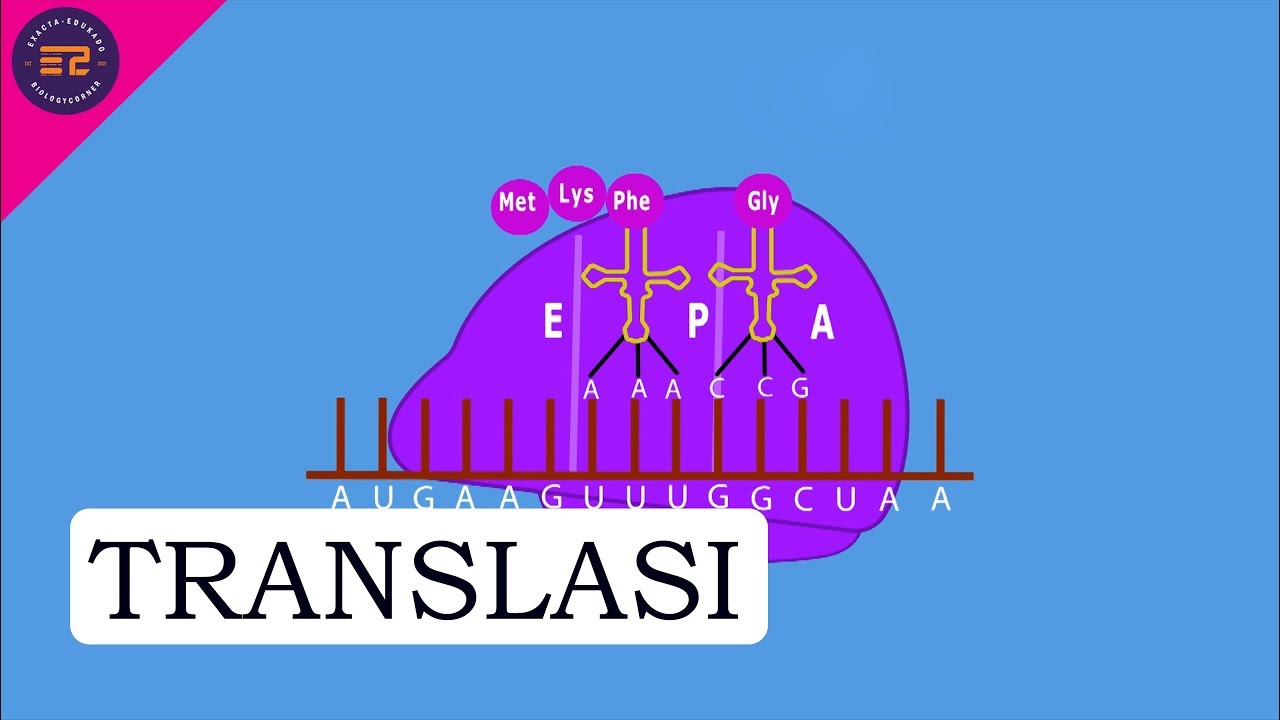 SINTESIS PROTEIN : TRANSLASI - YouTube