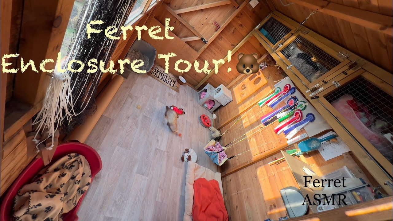 Ferret Enclosure Tour!🐻 | Ferret ASMR - YouTube
