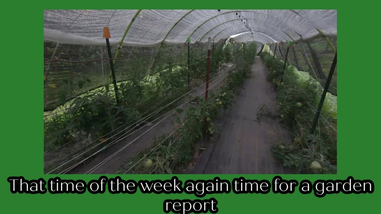 Its that time of the week again time for a garden report (week 5) - YouTube
