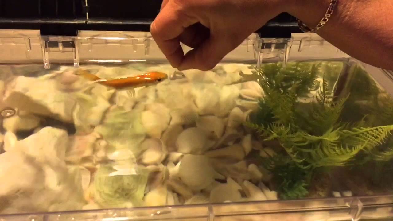 Mon poisson rouge qui mange dans nos mains - YouTube