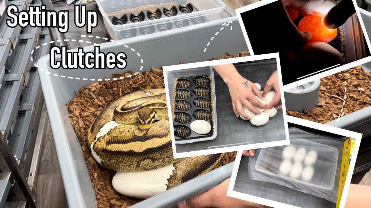 How to: Setup a Ball Python Clutch for Incubation - YouTube