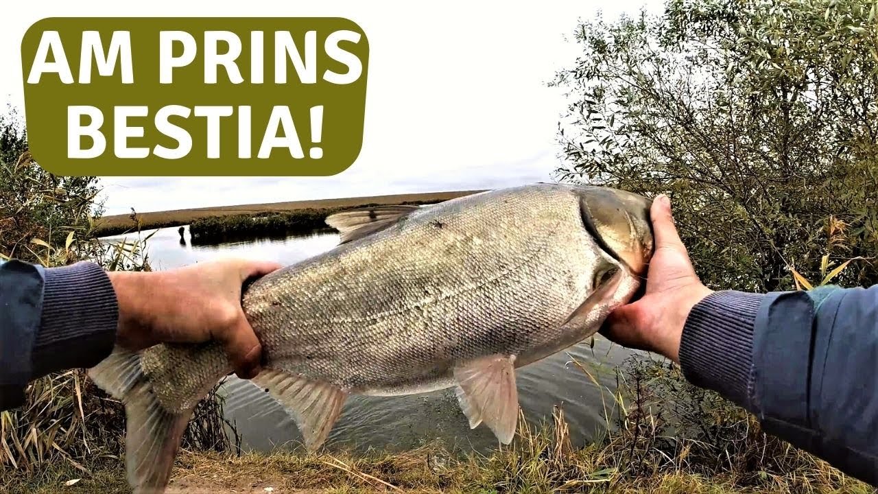 Am PRINS Cel Mai MARE BIBAN din 2021 + O BESTIE - YouTube