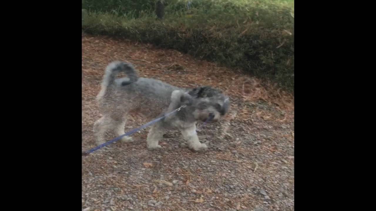 Moonwalk Dog - YouTube