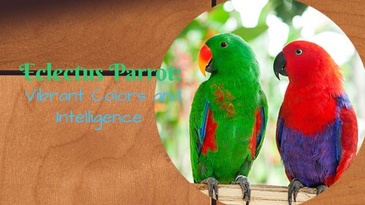 Eclectus Parrot: Vibrant Colors and Intelligence #parrots #birds # ...