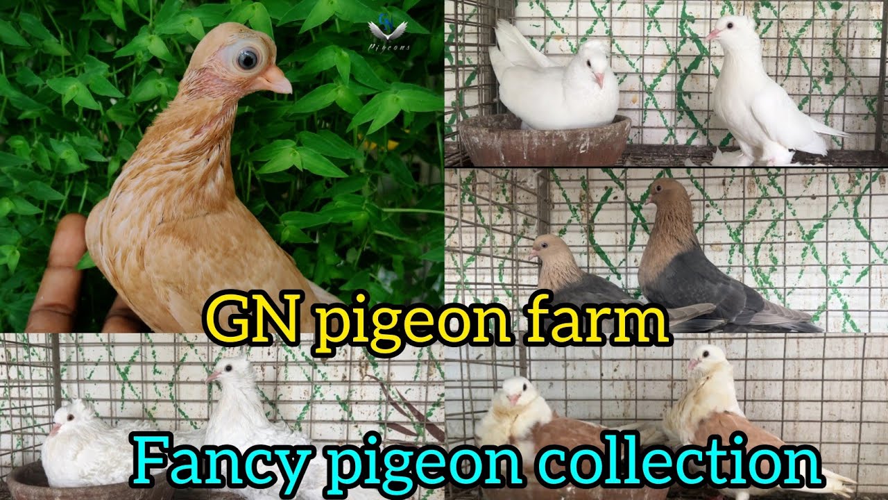 Fancy pigeon collection || GN pigeon farm || #pigeon #pigeonbird # ...