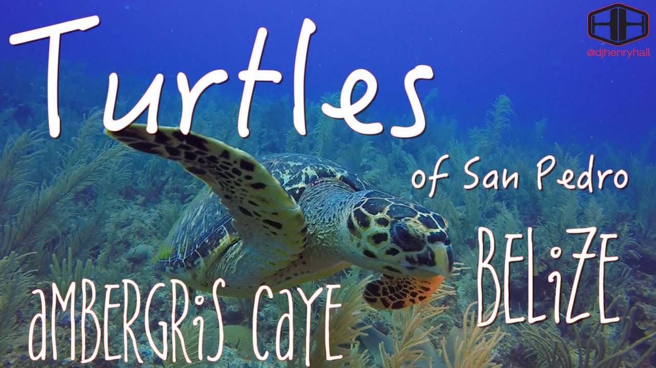 Sea Turtles | San Pedro, Belize | Scuba Diving - YouTube
