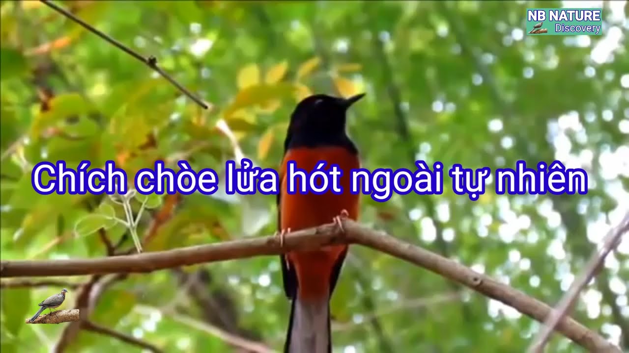 Chim chích chòe lửa hót ngoài tự nhiên, thế giới động vật, - YouTube