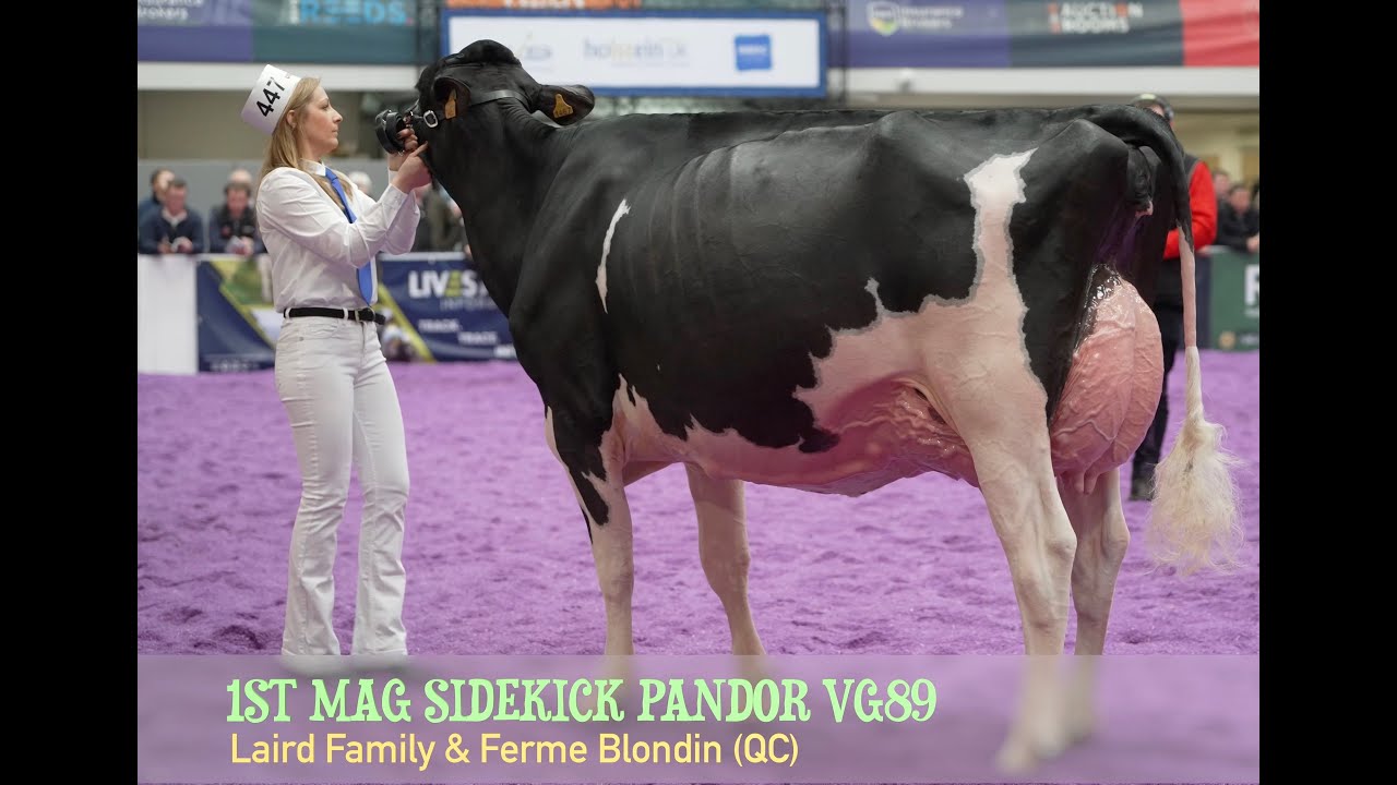 4 yr old Holstein Class at 2024 Borderway UK Dairy Expo.1st - Mag ...