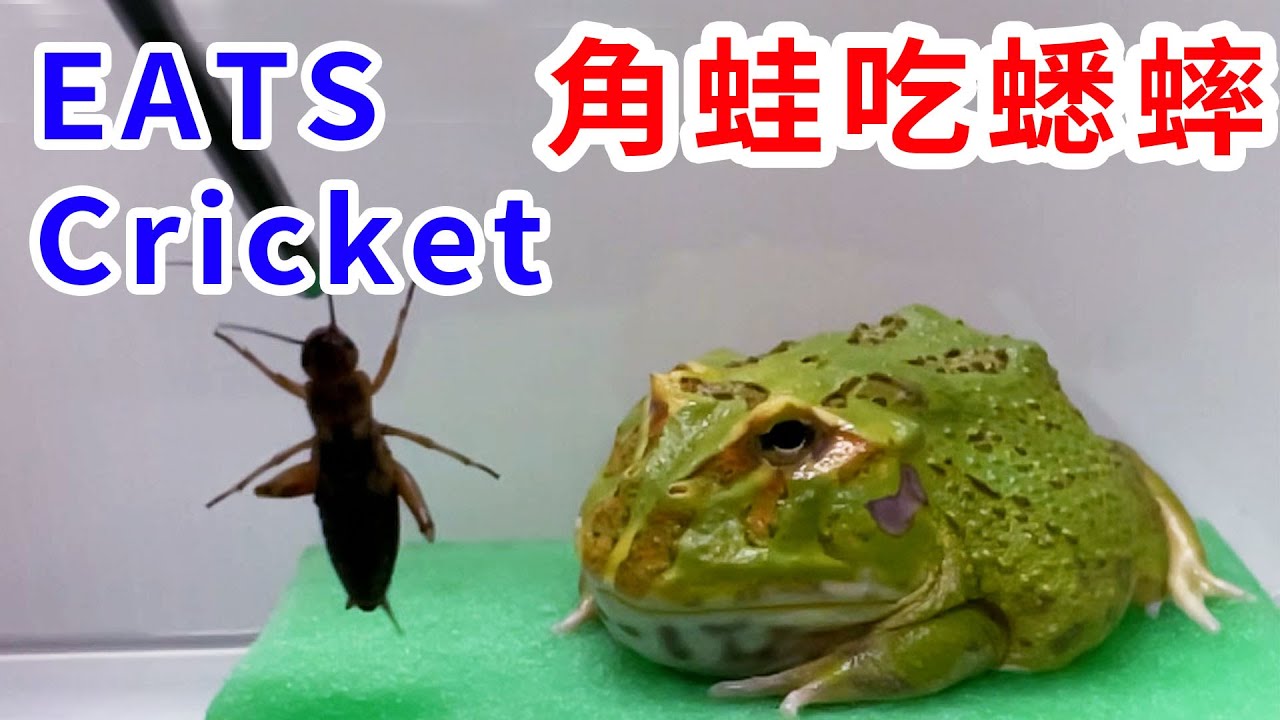 Pacman frog eating crickets 角蛙吃蟋蟀 - YouTube