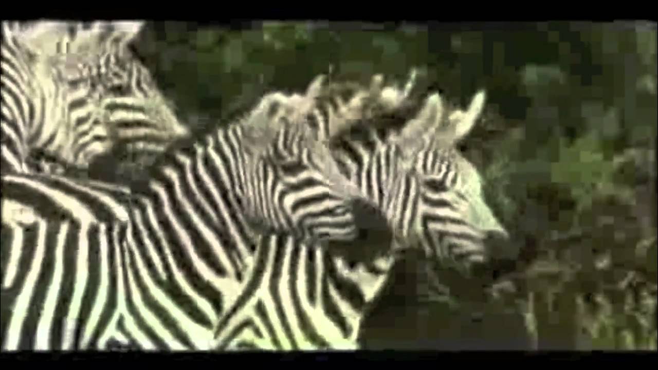 Basin & Range - Animals Fighting - YouTube