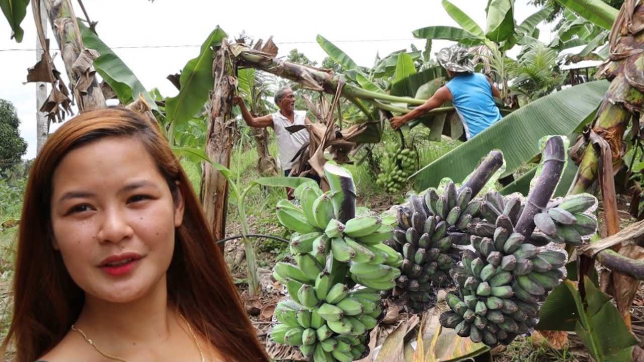 Harvest nang Saba (Cardava)May libreng Meryenda nanaman mula sa Farm ️🍌 ...