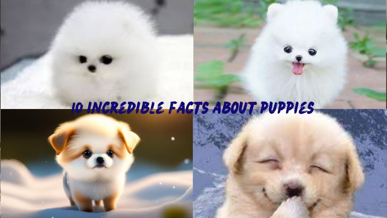 Incredible facts about puppies | puppies' facts | beautiful puppies | # ...