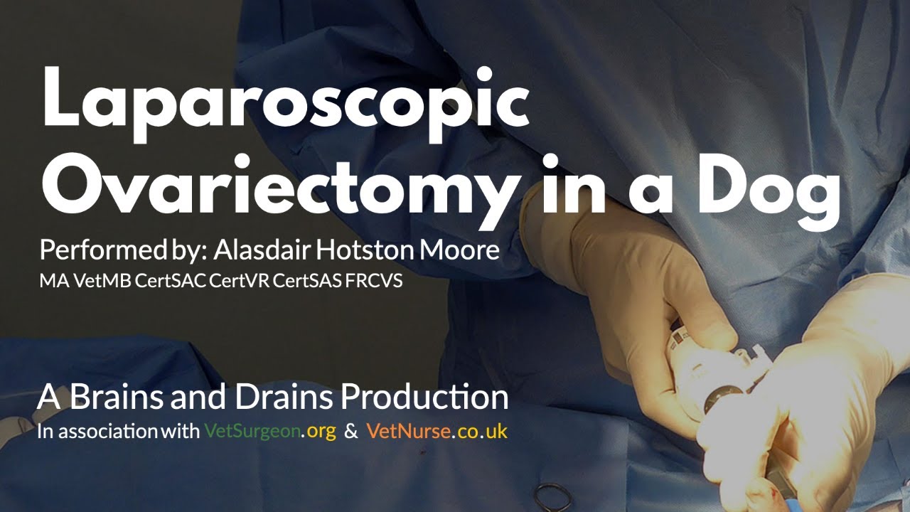 Laparoscopic ovariectomy in a dog - YouTube
