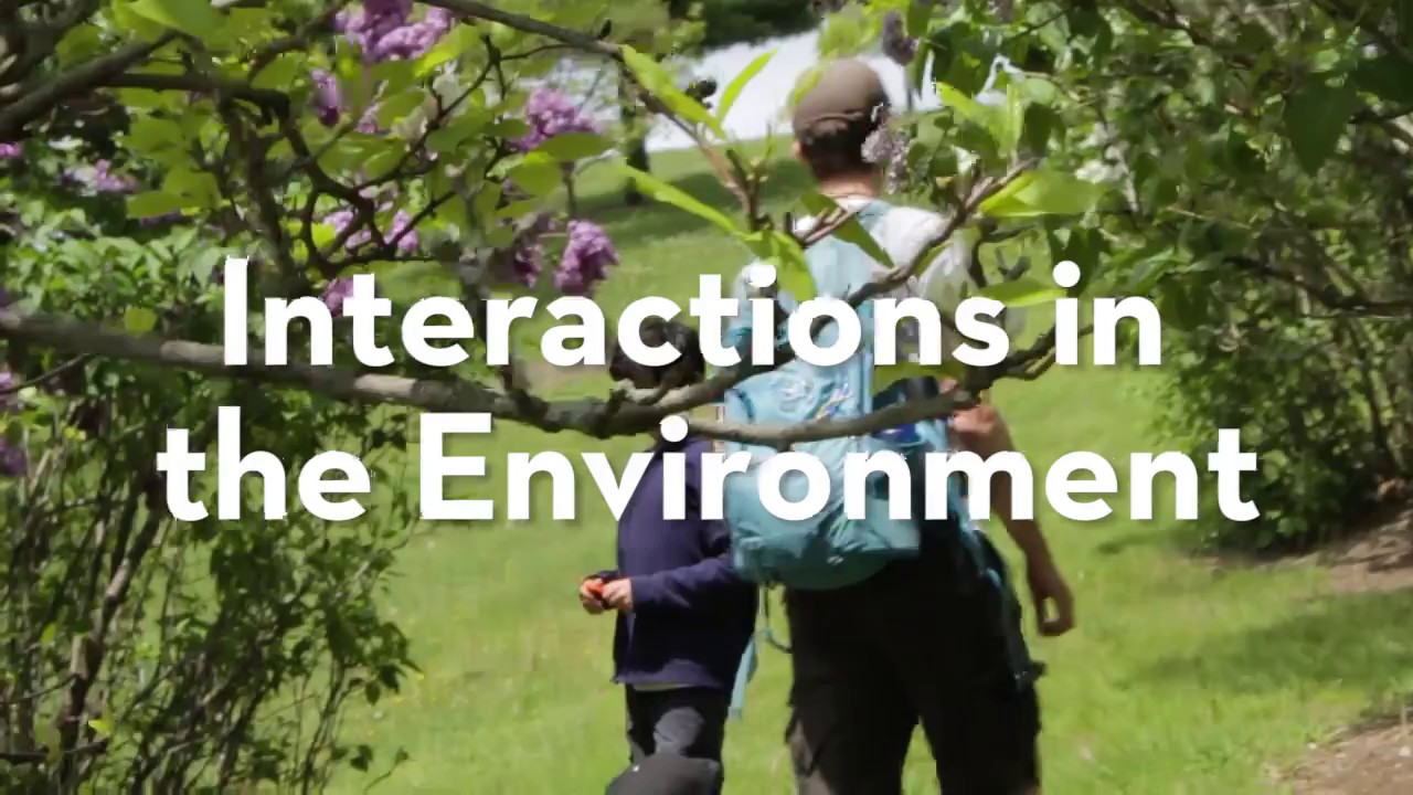 Interactions In The Environment