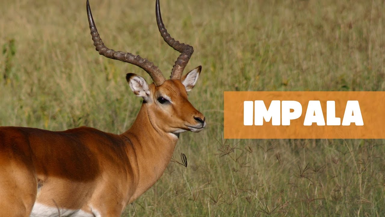 THE GRACEFUL IMPALA: DANCERS OF THE AFRICAN SAVANNA - YouTube