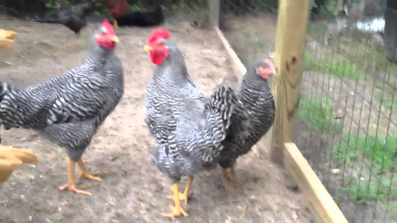 Barred rock rooster - YouTube