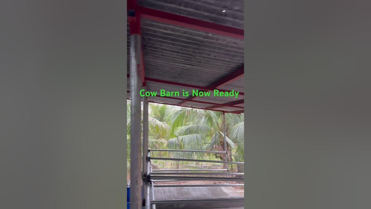 Cow Barn is Now Ready to House 3 Cows at RLI Fruit Farm #cowbarn #organicfarm # ...
